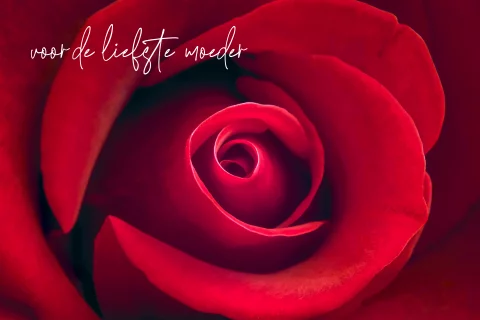 Moederdag kaart rode roos