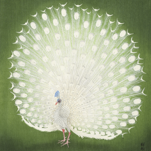 Poster Weißer Pfau von Ohara Koson