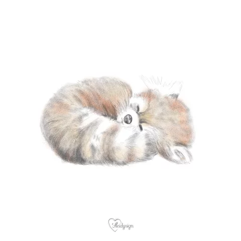 Dierenkaart met een potlood tekening in kleur rode panda